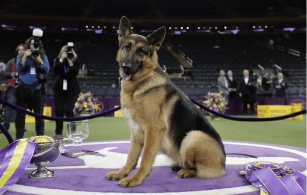 Famous German Shepherd Dogs | German Shepherd Country