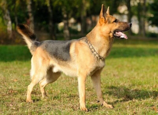 Your Dog’s Body Language | German Shepherd Country