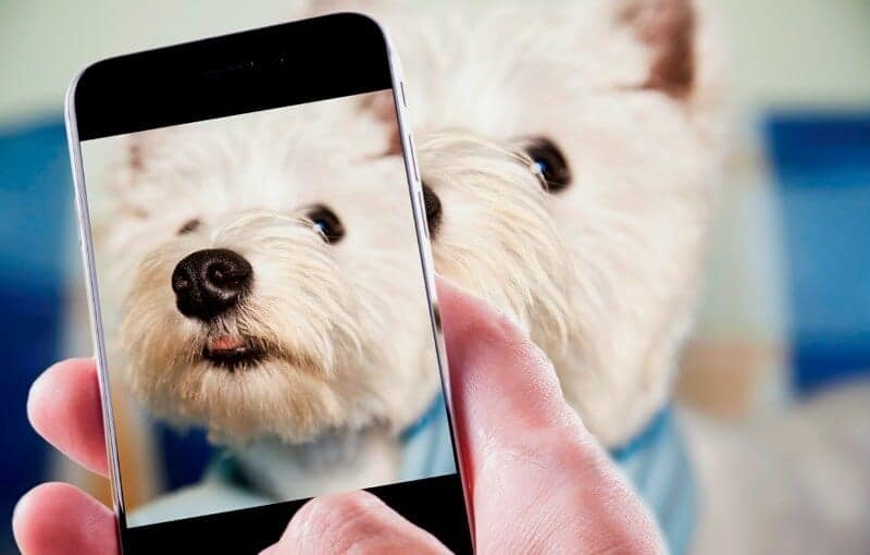 A Star is Born - How to get Your Dog in Commercials, Print Ads and ...