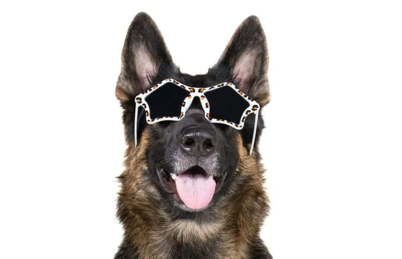 A Star is Born - How to get Your Dog in Commercials, Print Ads and ...