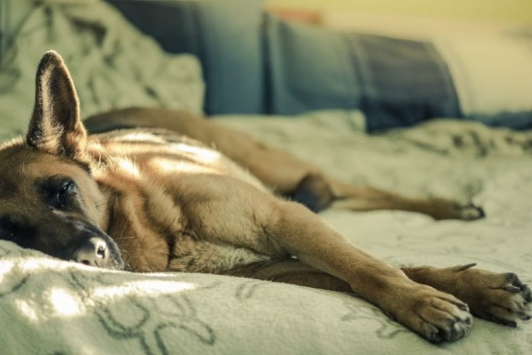 Dogs Undercover – 10 Methods Dogs Use to Dominate the Bed | German ...