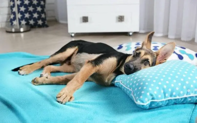 Dogs Undercover – 10 Methods Dogs Use to Dominate the Bed | German ...