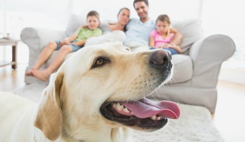 A Star is Born - How to get Your Dog in Commercials, Print Ads and ...