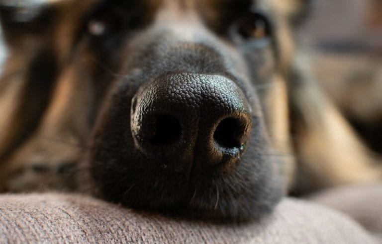 Is It Normal for My Dog to Have a Cold and Wet Nose? | German Shepherd ...