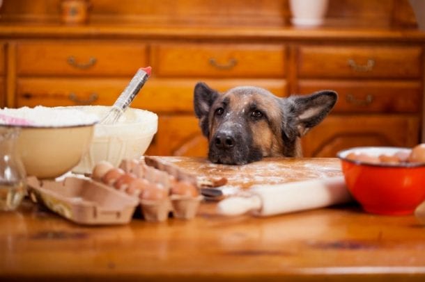 3 Simple Steps to Teach Your Dog the Leave It Command | German Shepherd ...