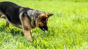 3 Simple Steps to Teach Your Dog the Leave It Command | German Shepherd ...