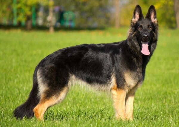 gsd-standing-gsc-600x425 | German Shepherd Country