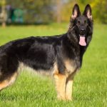 King Shepherd: What is a King Shepherd? | German Shepherd Country