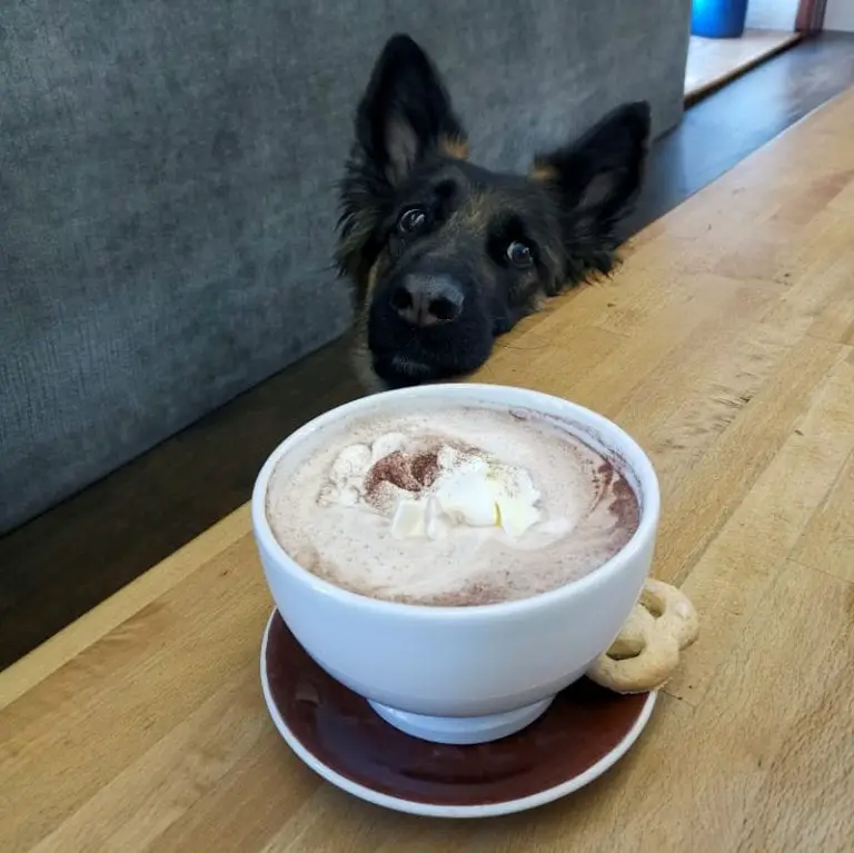 Proper Dog Etiquette | German Shepherd Country