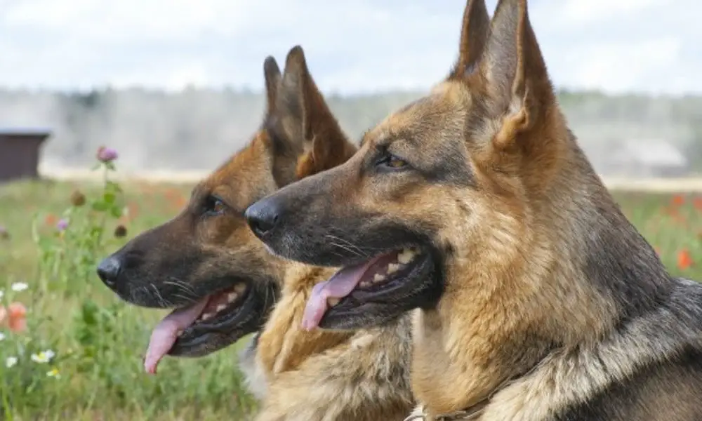 German Shepherd Breed Standards – Size, Characteristics and Coats ...