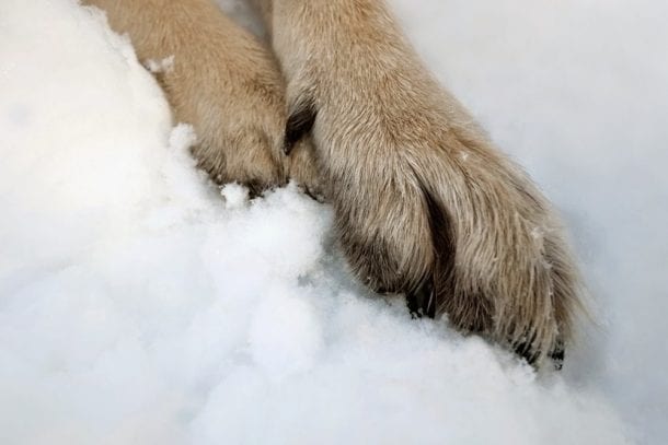 Canine Frostbite – Recognizing and Treating It | German Shepherd Country