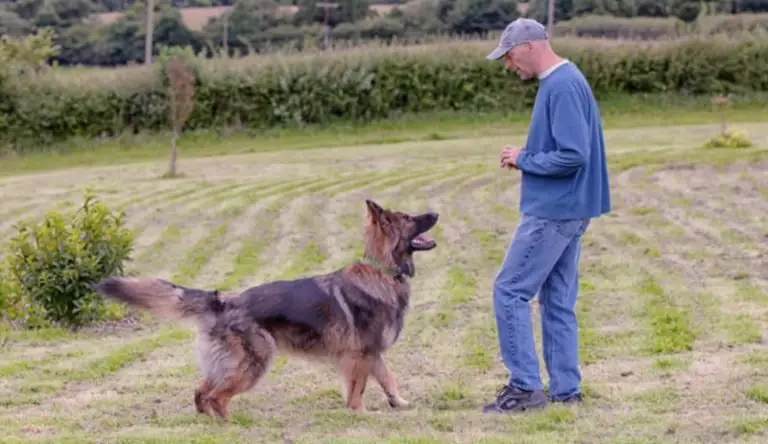German Dog Commands: The Why and How | German Shepherd Country
