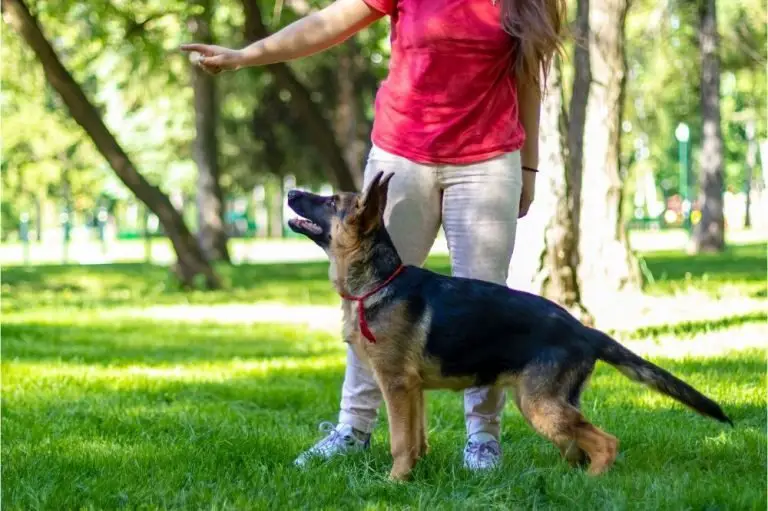 German Dog Commands: The Why and How | German Shepherd Country