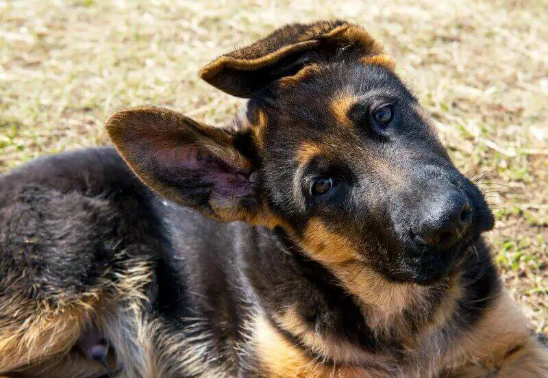 Selecting a German Shepherd Dog – Breeder vs. Adoption or Rescue ...