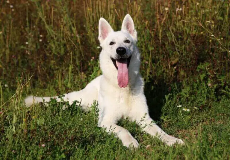 White German Shepherds | German Shepherd Country
