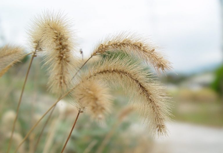 Foxtails in Dogs: Learn the Dangers of Foxtails | German Shepherd Country