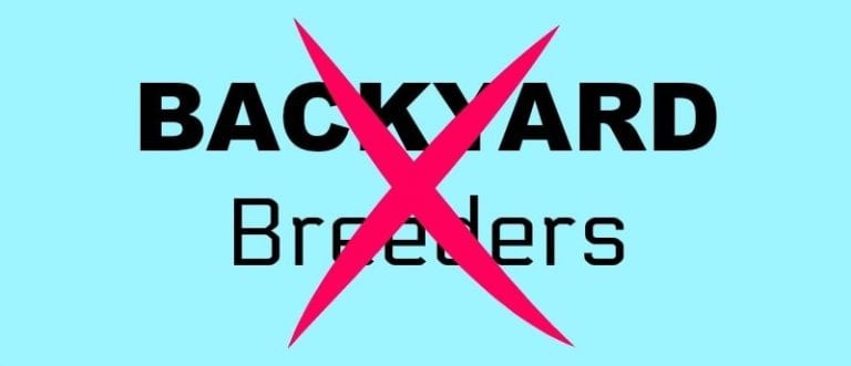 Distinguishing Good Dog Breeders from Bad Ones | German Shepherd Country