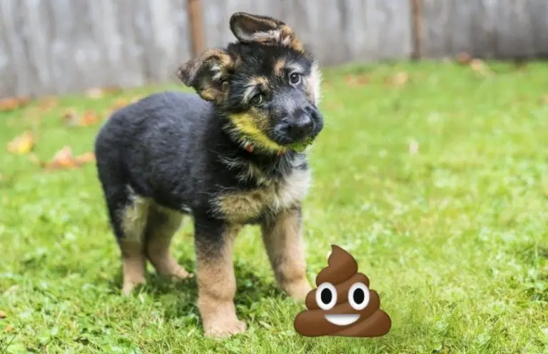 Dog Eating Poop — Why They Do It and How to Stop It | German Shepherd ...