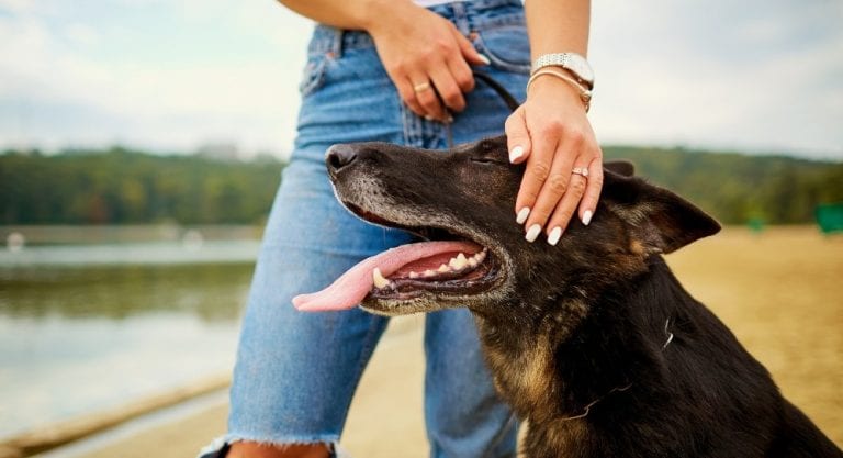 16 Things to Never Forget About Your Dog | German Shepherd Country