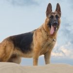 Holiday Travel with a New Puppy | German Shepherd Country