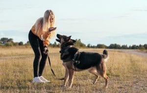Train Your Dog to Back Up: 3 Easy Steps | German Shepherd Country