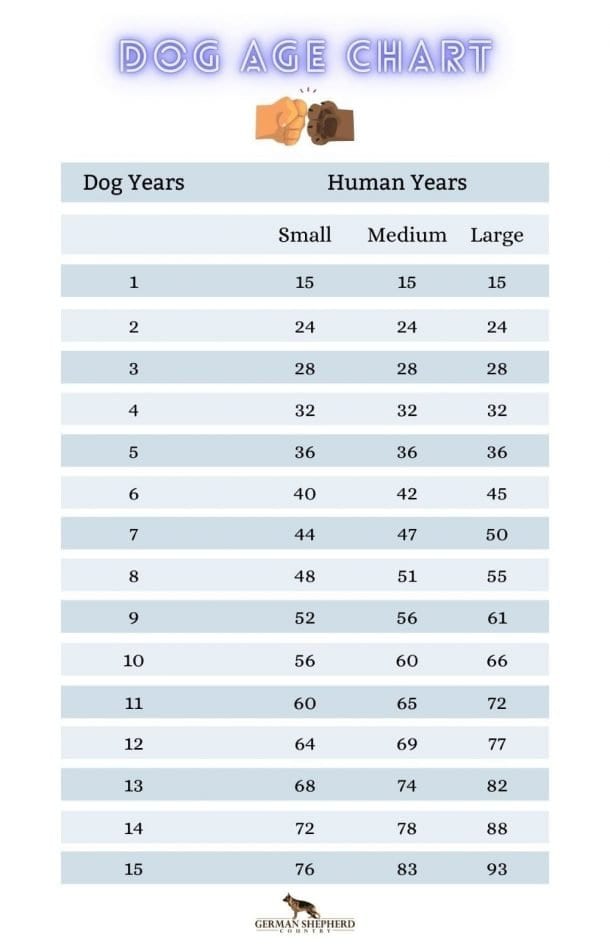 Dog Years: Dog Age Chart | German Shepherd Country