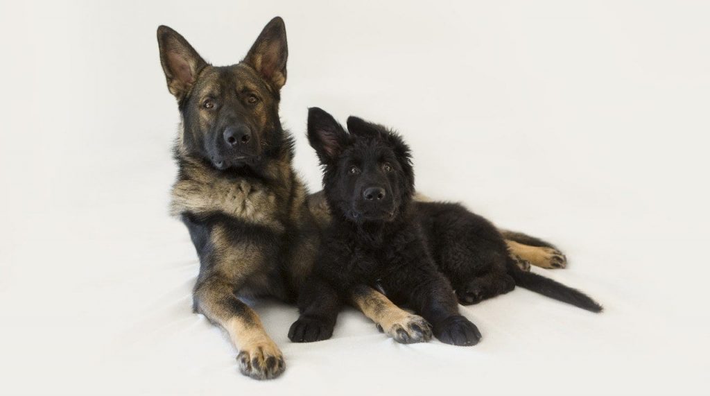 Dog Years: Dog Age Chart | German Shepherd Country