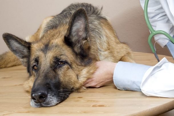 Degenerative Myelopathy in Dogs: Symptoms and Management