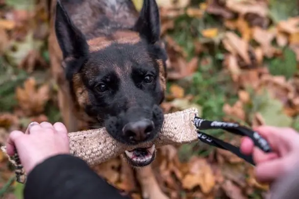 3 Tips on Playing Tug with Your Dog | German Shepherd Country
