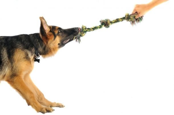 3 Tips on Playing Tug with Your Dog | German Shepherd Country