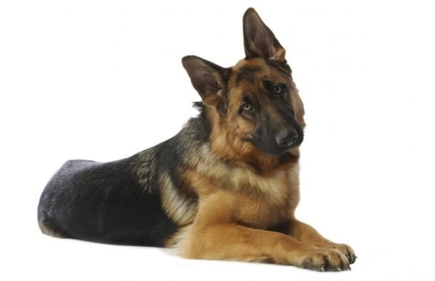 24 Things Dogs Hate | German Shepherd Country