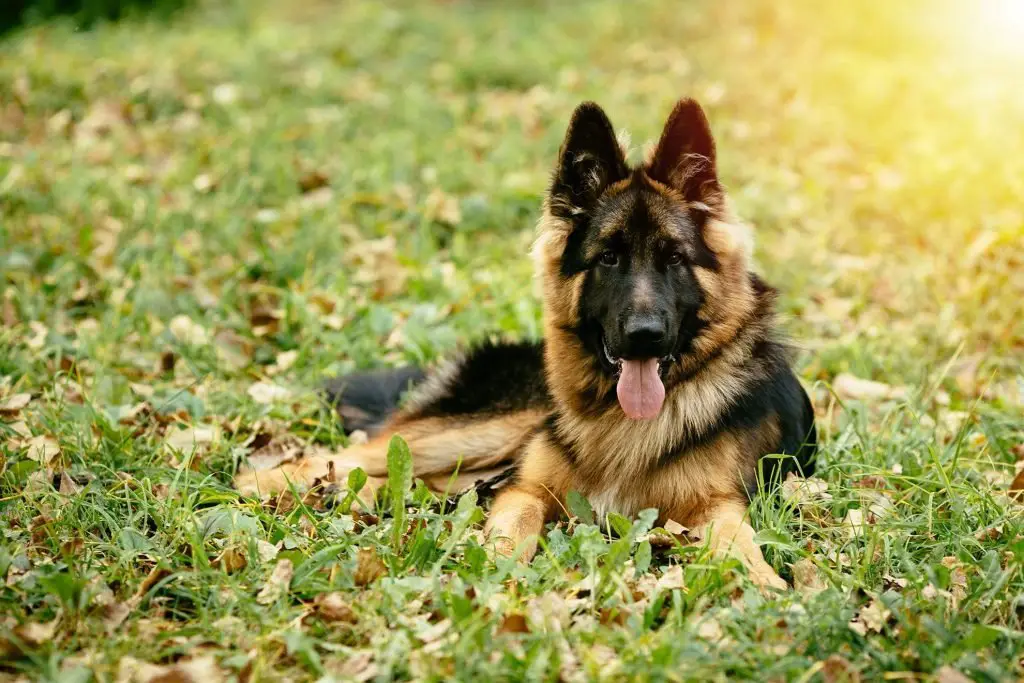 Top 10 Common German Shepherd Health Problems | German Shepherd Country