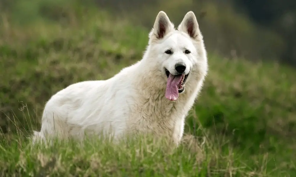 White German Shepherds | German Shepherd Country