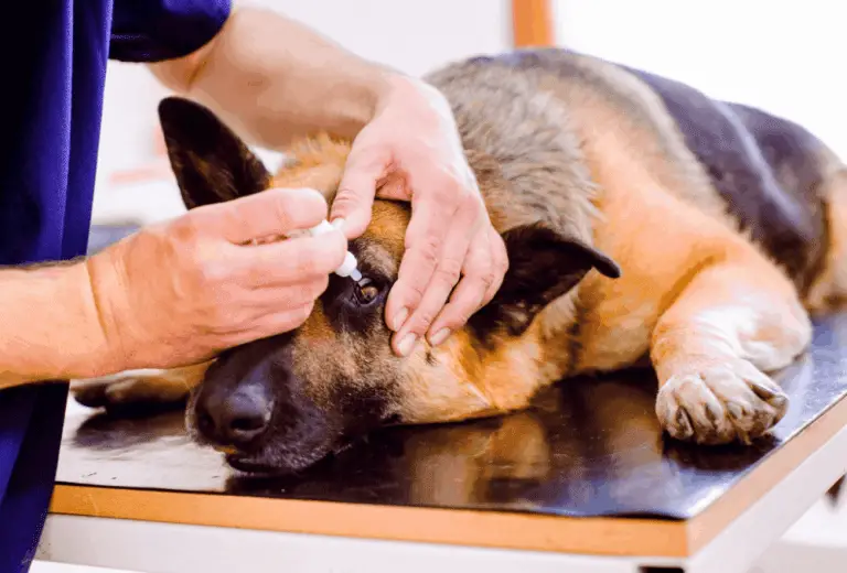 Top 10 Common German Shepherd Health Problems | German Shepherd Country