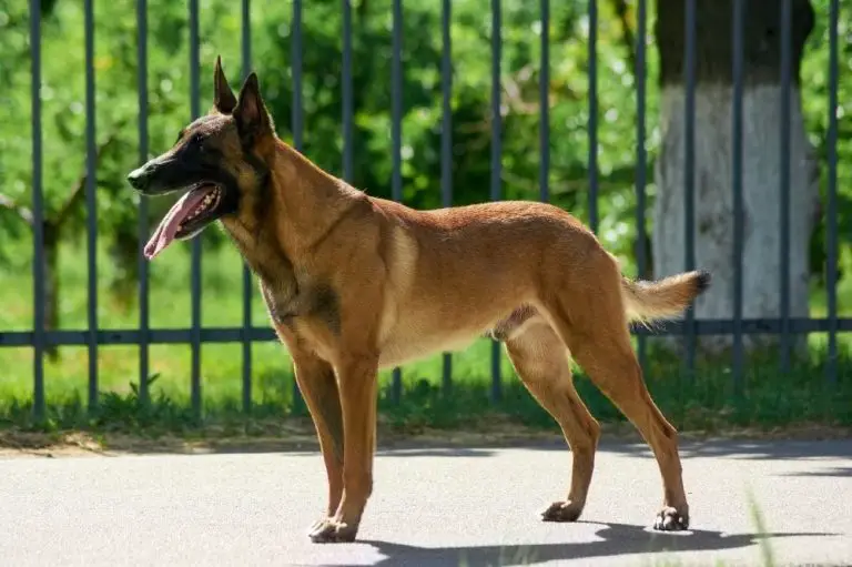 The 16 Smartest Large Dog Breeds | German Shepherd Country