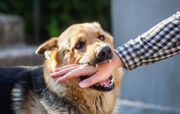 German Shepherd Bite Force: Facts and Myths | German Shepherd Country