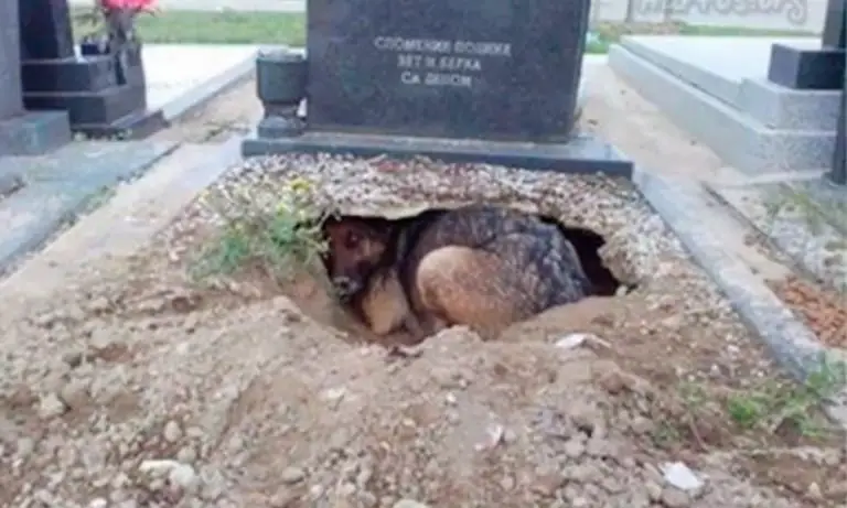 Frito Feet – Smelly Dog Paws Symptoms and Solutions | German Shepherd ...