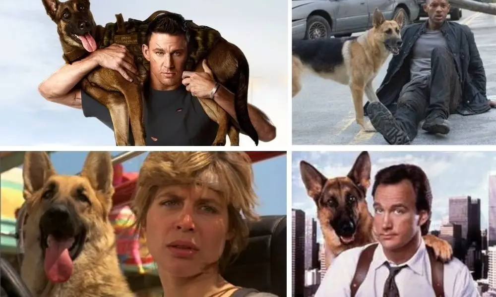 hollywood dogs Archives | German Shepherd Country