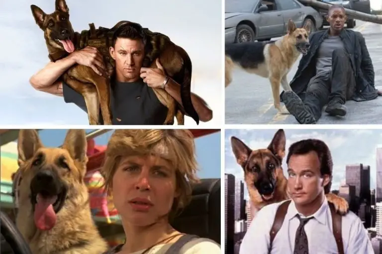 Popular Hollywood Dogs Increase Shelter Populations | German Shepherd ...