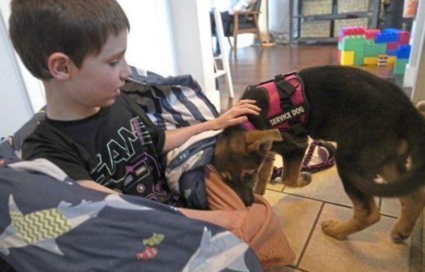 How A German Shepherd Puppy is Helping a Family Manage Autism | German ...