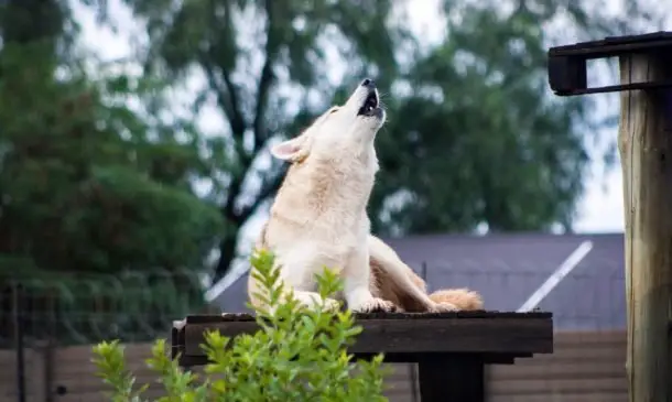 Wolf Dogs: Facts to Know Before Owning One | German Shepherd Country