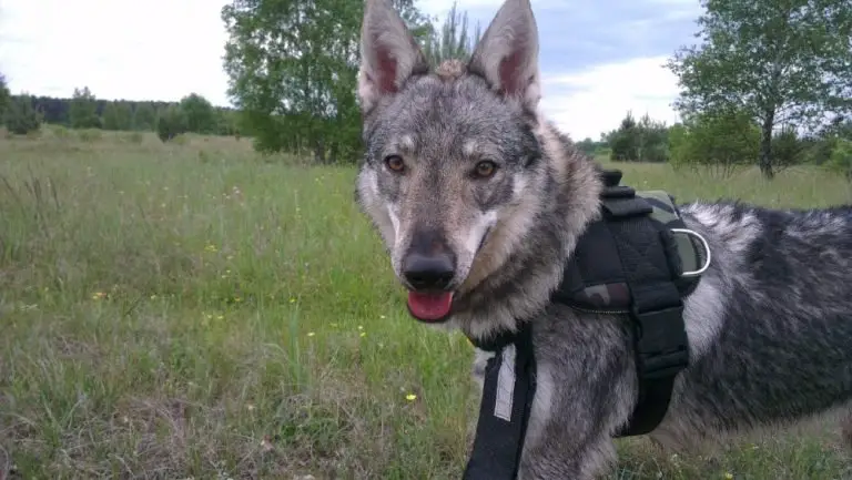 Wolf Dogs: Facts to Know Before Owning One | German Shepherd Country