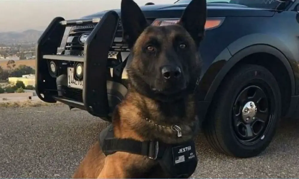 Home | German Shepherd Country